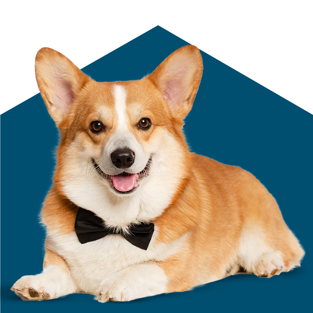 Woof – Bow & Wow