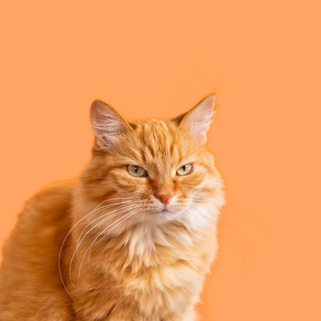 bow & wow Online Store – Bow & Wow