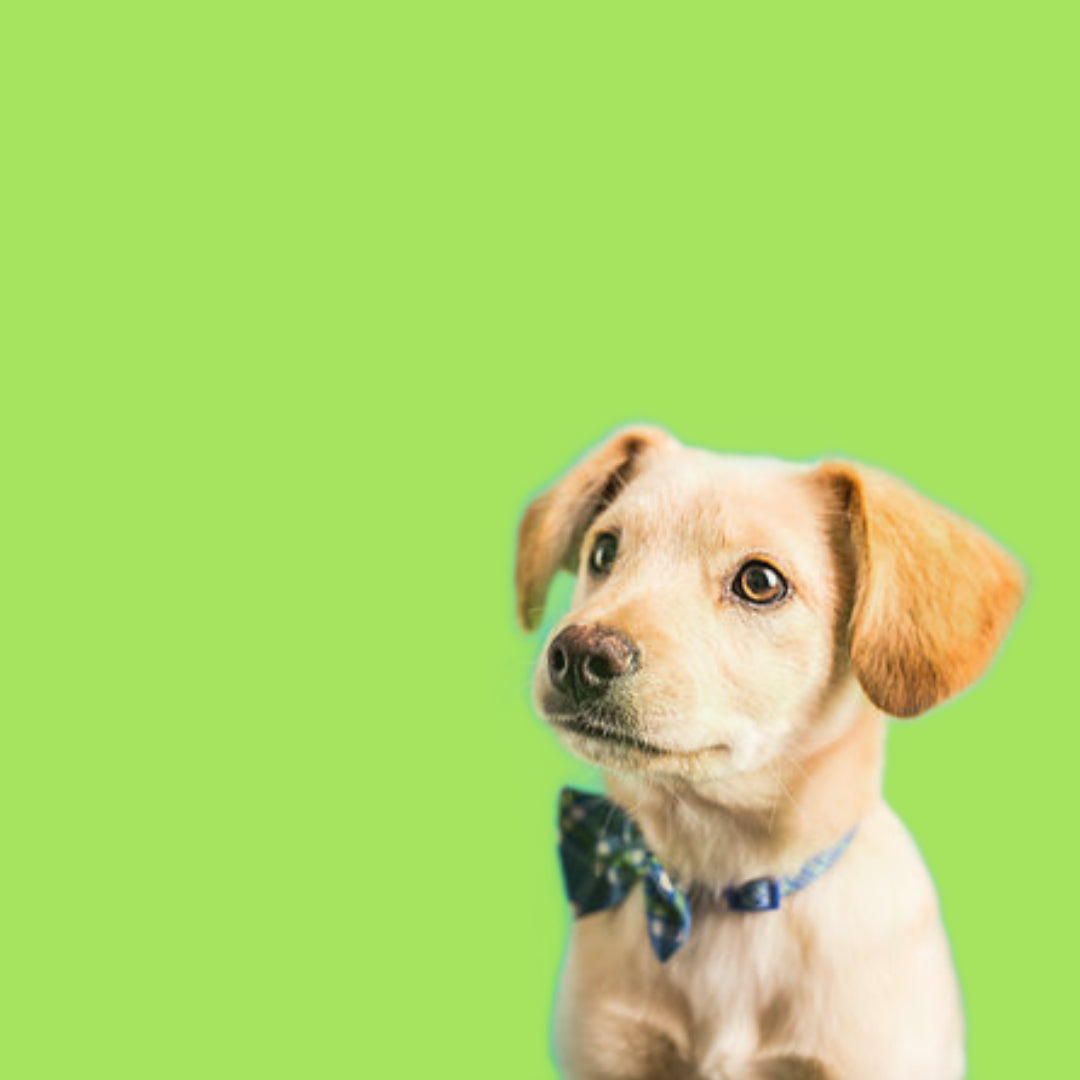 bow & wow Online Store – Bow & Wow