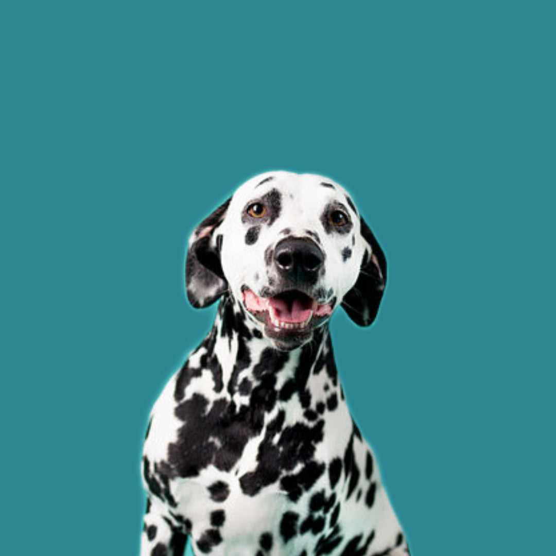 bow & wow Online Store – Bow & Wow